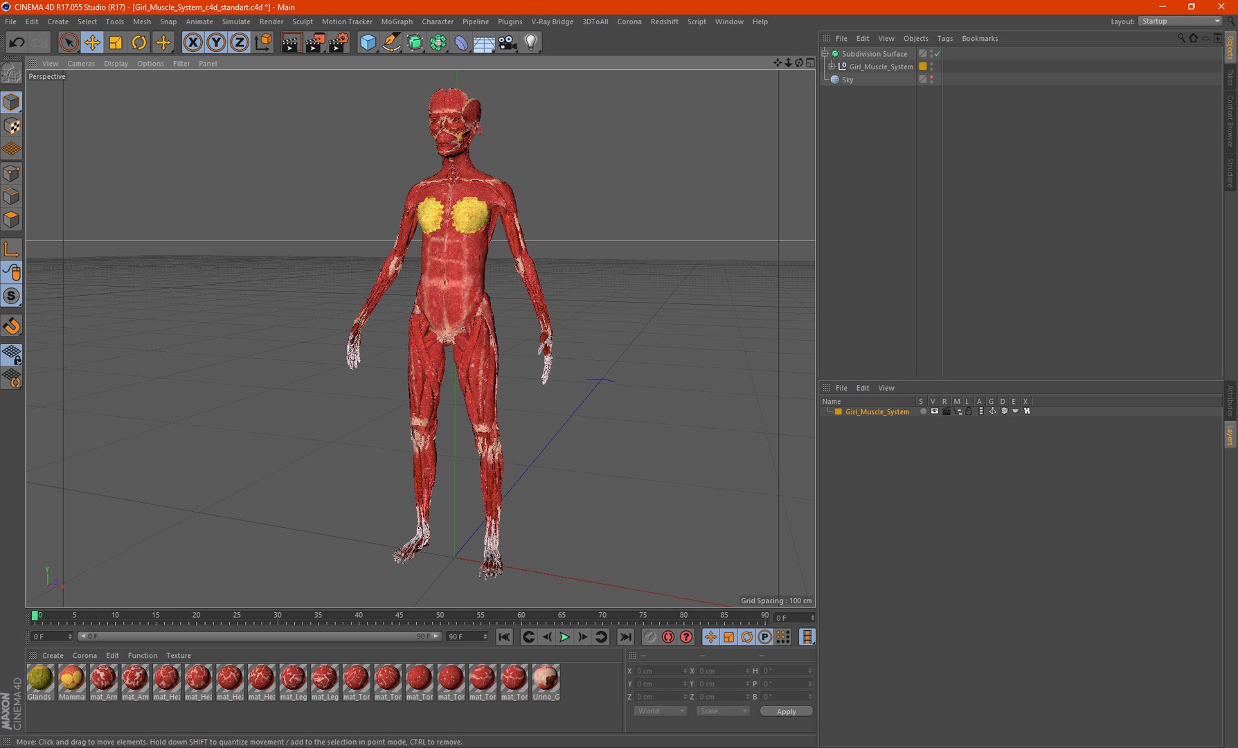 Girl Muscle System 3D model - TurboSquid 1957278