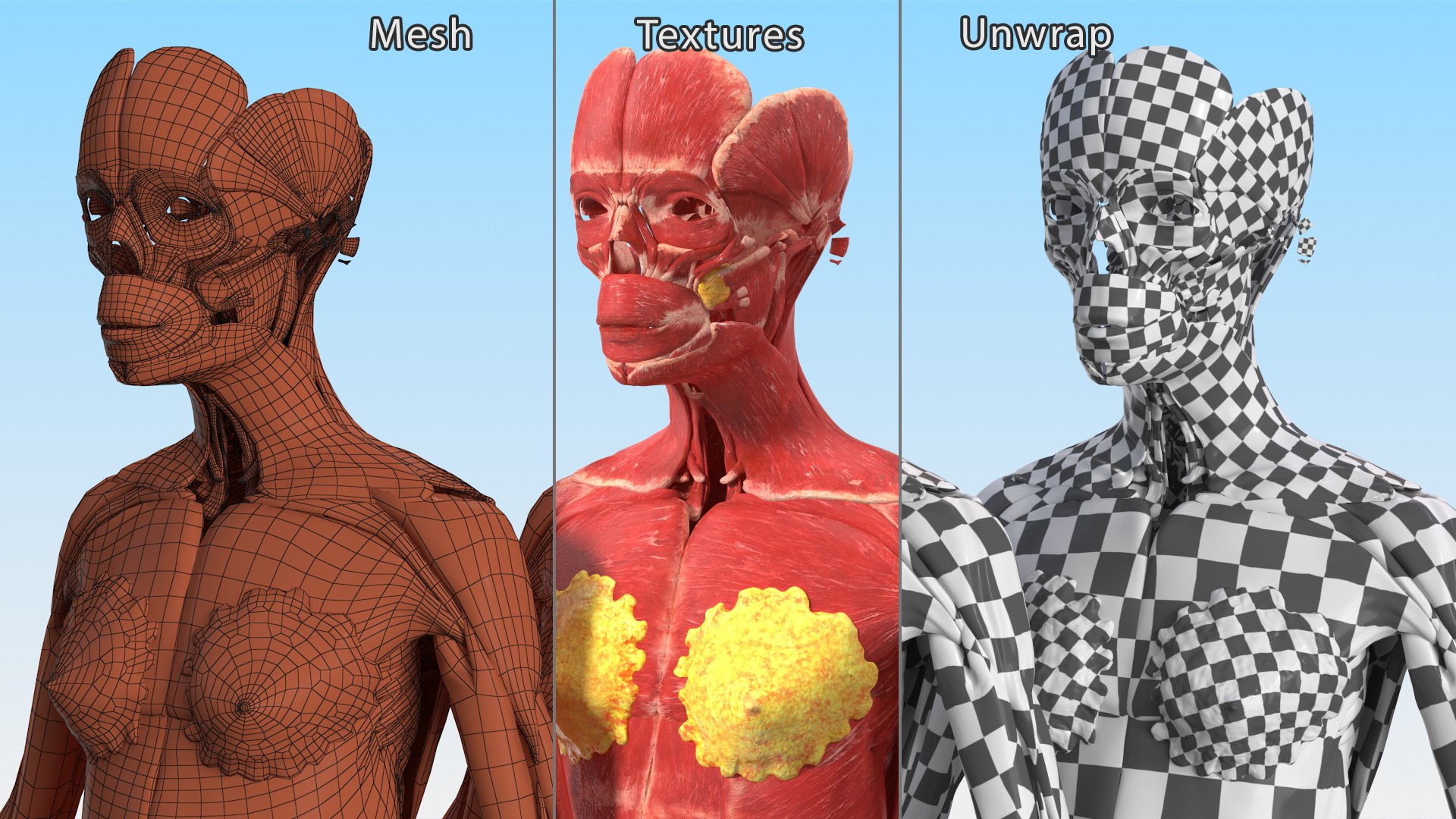 Girl Muscle System 3D model - TurboSquid 1957278