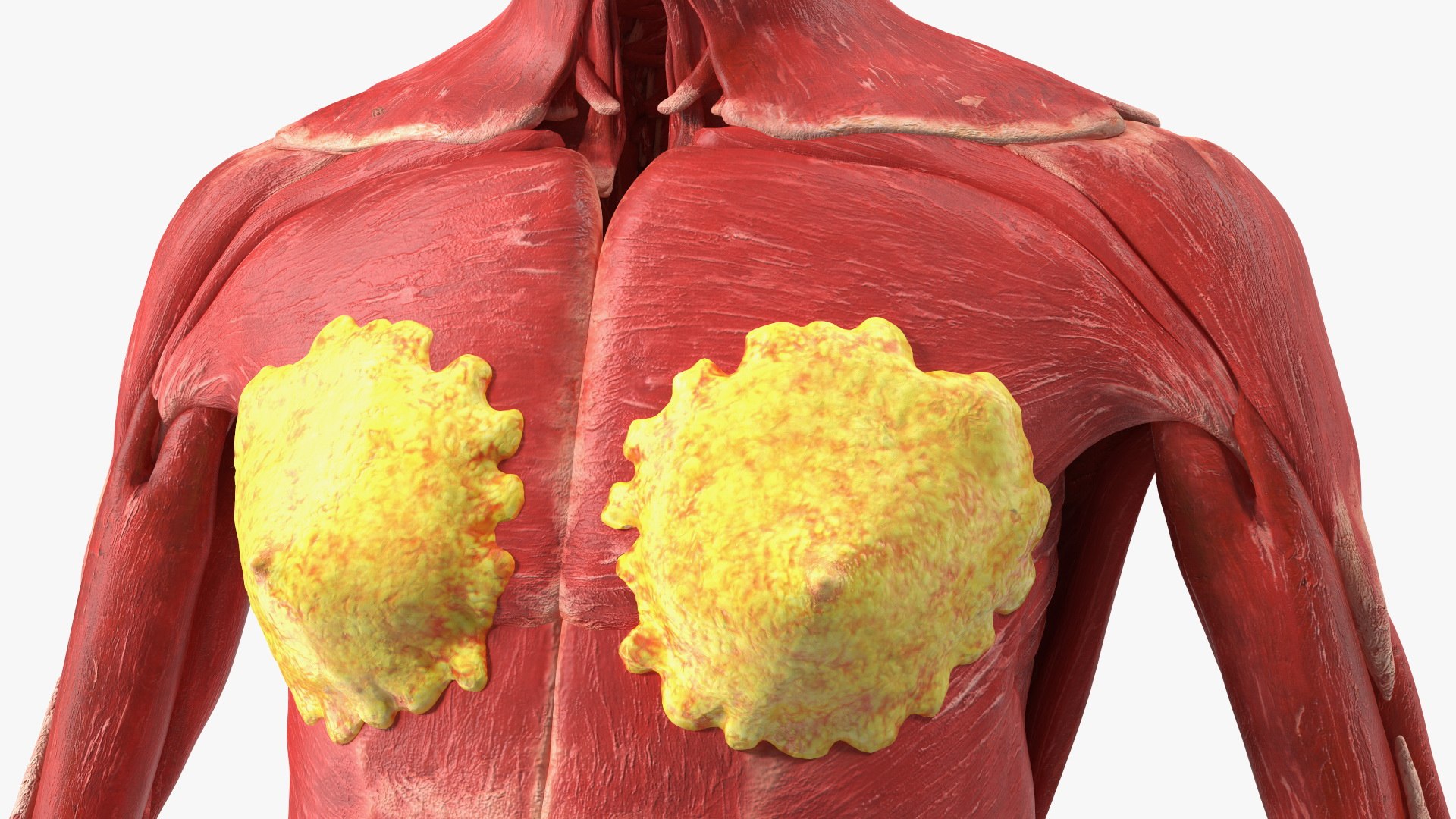 Girl Muscle System 3D model - TurboSquid 1957278