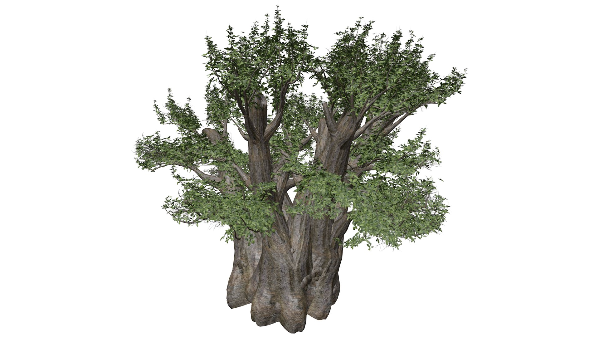 3D African Baobab Tree - 10 - - TurboSquid 2374246