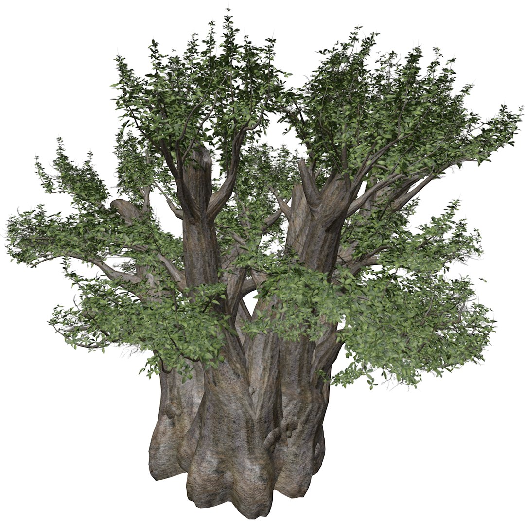 3D African Baobab Tree - 10 - - TurboSquid 2374246