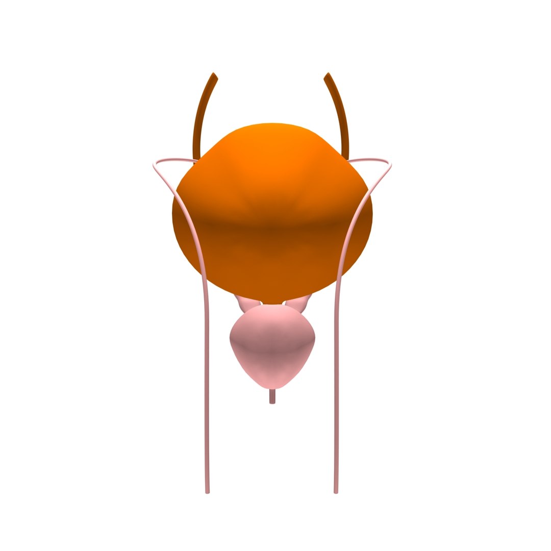 Bladder 3d Model