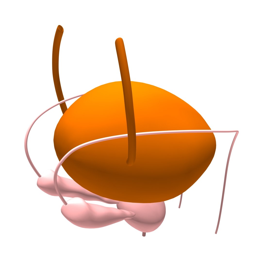 Bladder 3d Model