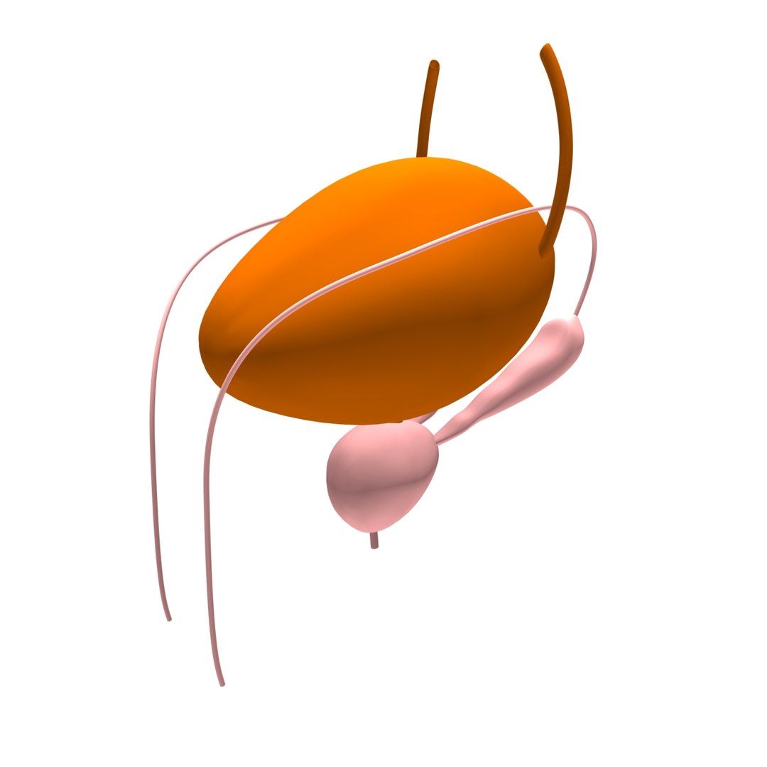Bladder 3d Model