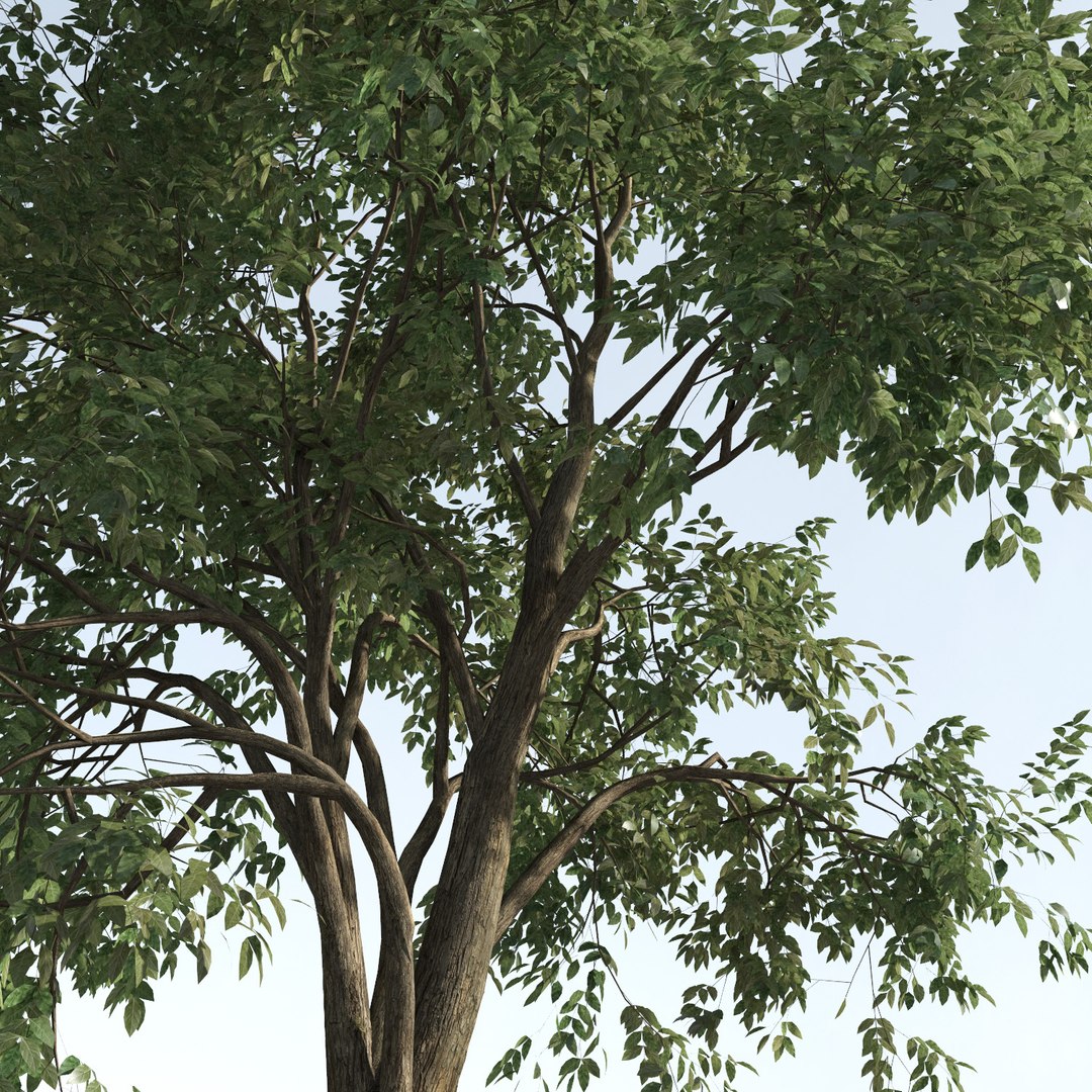 3D trees 7 - TurboSquid 1349222