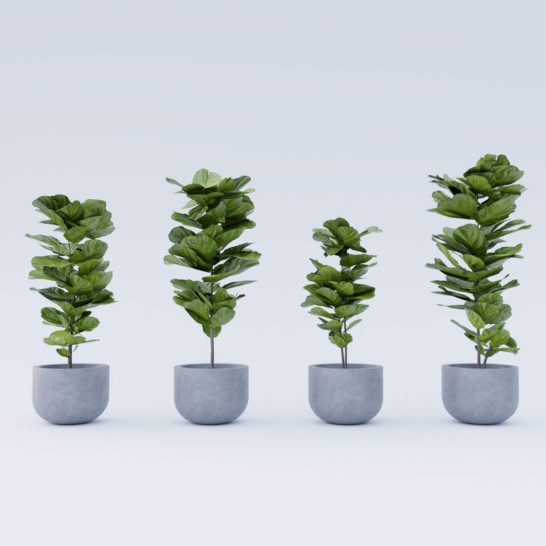 3D Fiddle Leaf Fig - Ficus Lyrata Model - TurboSquid 1986954