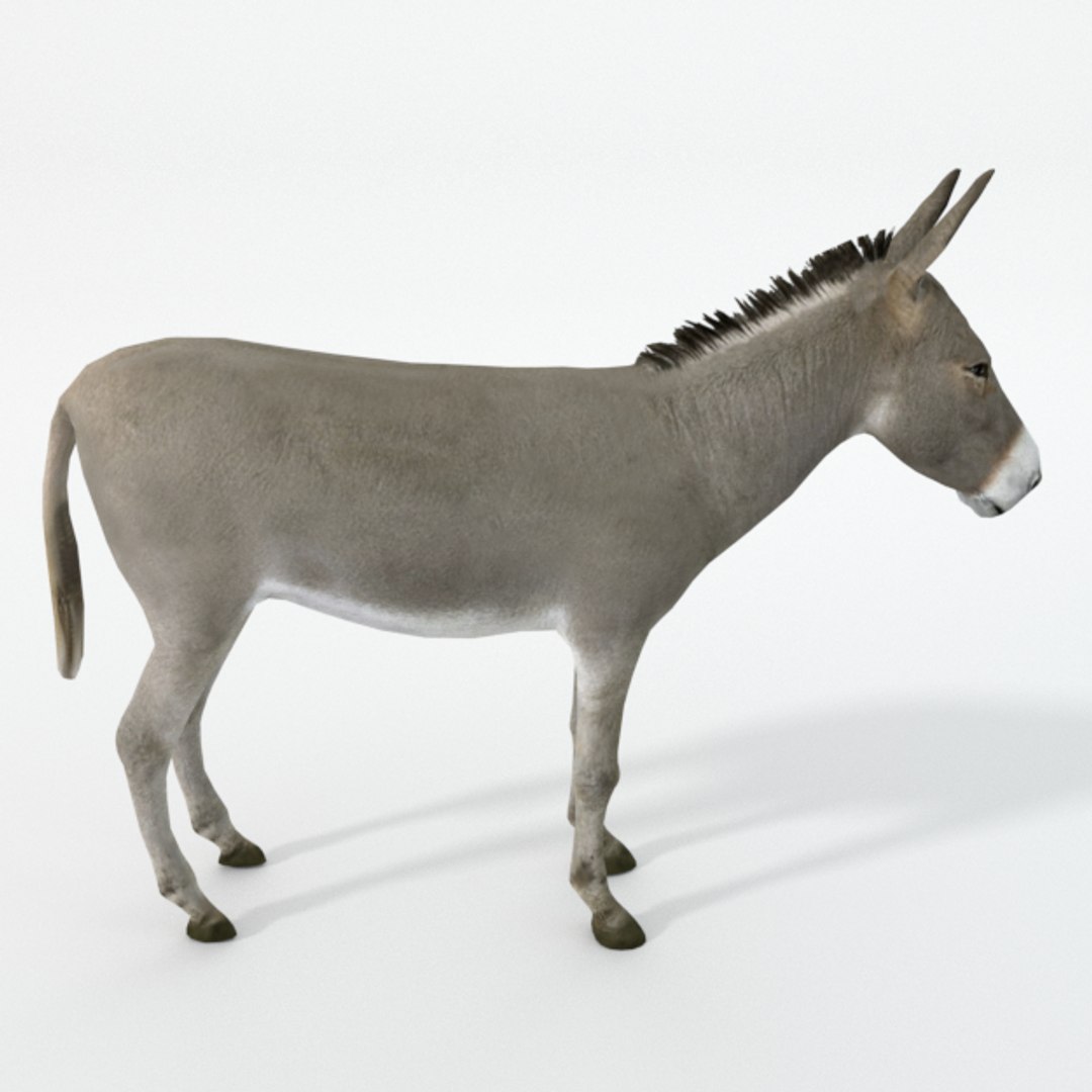 Donkey 3D Model - TurboSquid 1322161