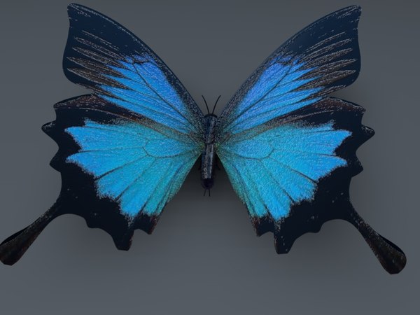 3d blue butterfly model