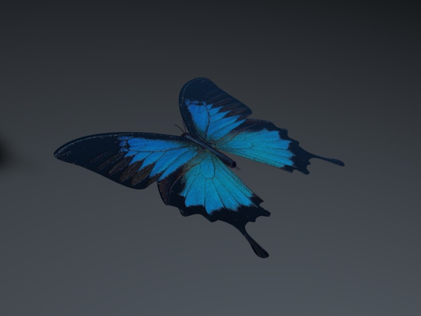 3d Blue Butterfly Model