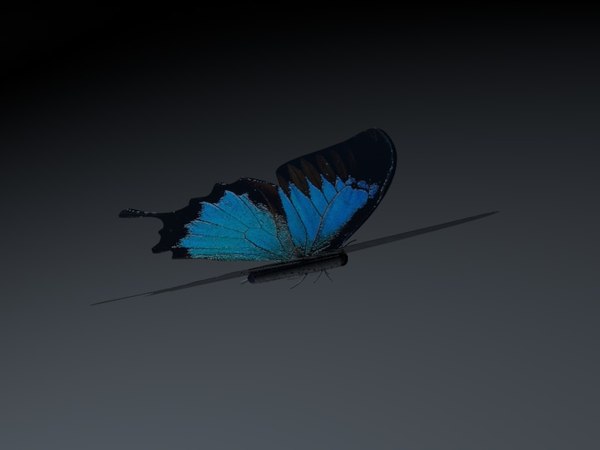 3d blue butterfly model