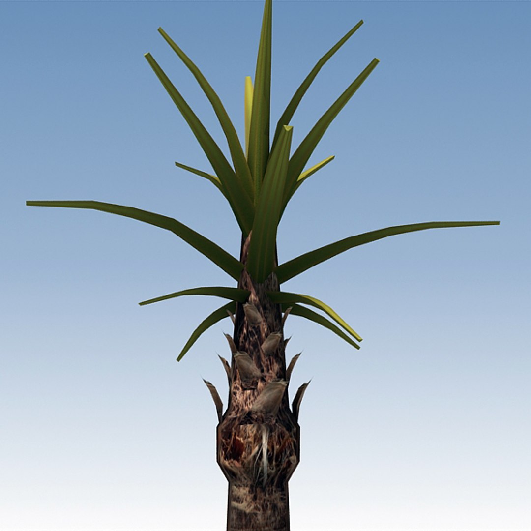 Palm Tree 3d Model