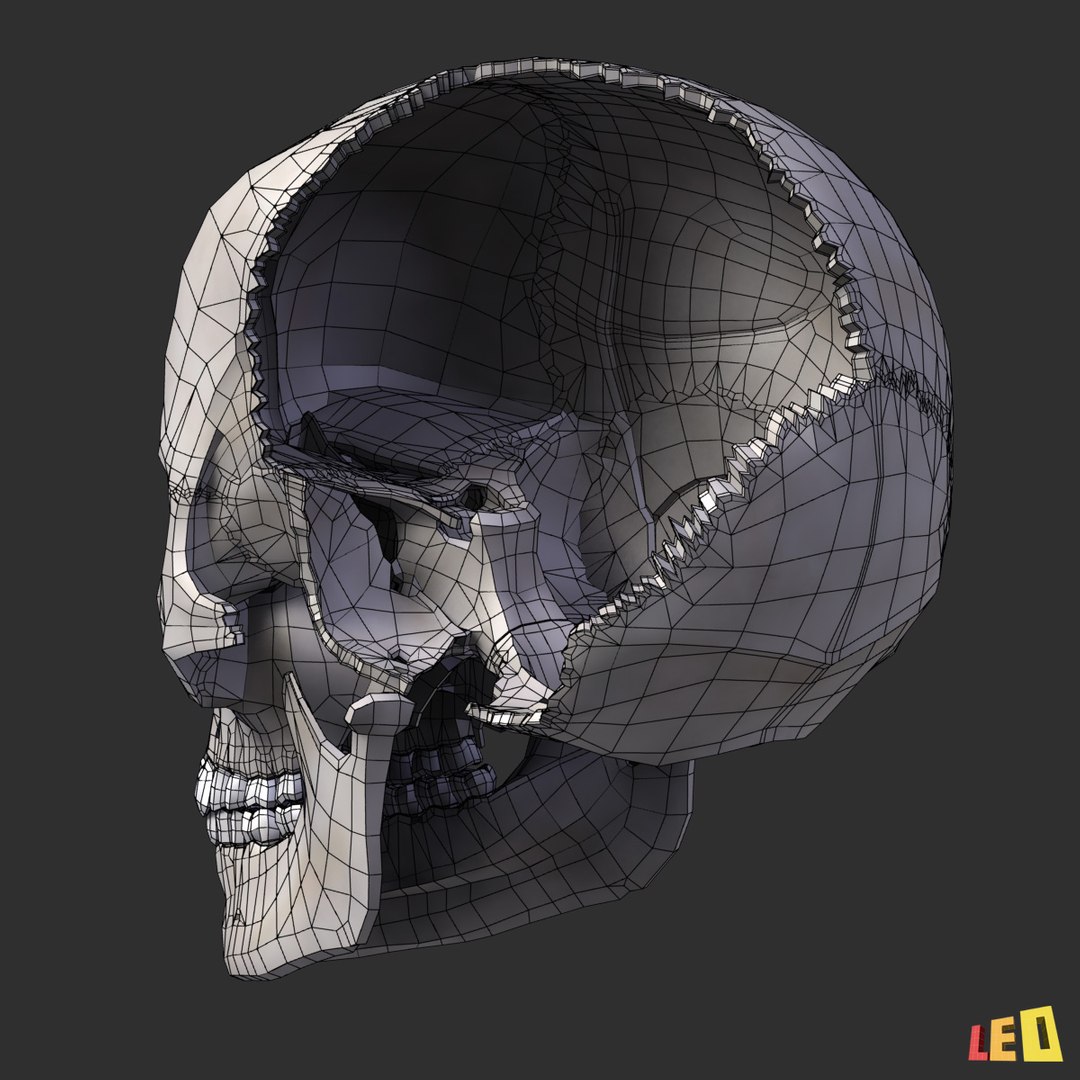 Anatomically Female Body Skeleton Arm 3d Model