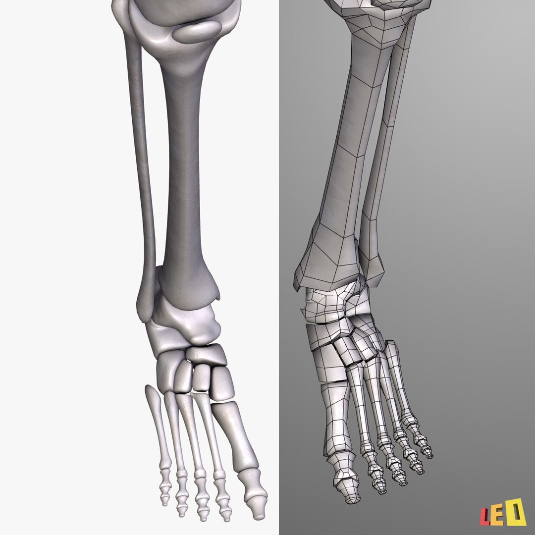 Anatomically Female Body Skeleton Arm 3d Model