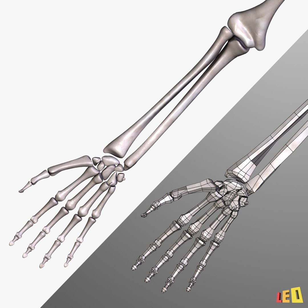 Anatomically Female Body Skeleton Arm 3d Model