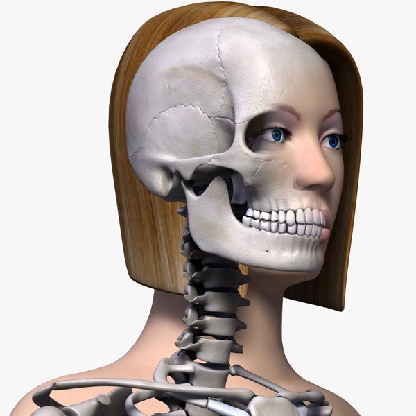 Human Body 3D Models for Download | TurboSquid
