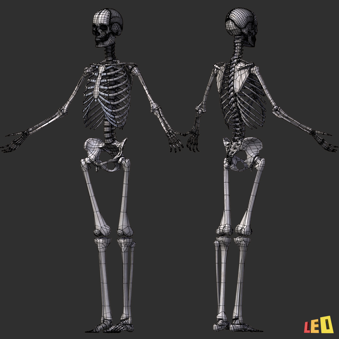 anatomically female body skeleton arm 3d model