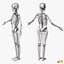 Anatomically Female Body Skeleton Arm 3d Model