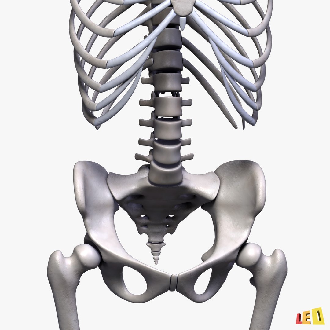 Anatomically Female Body Skeleton Arm 3d Model