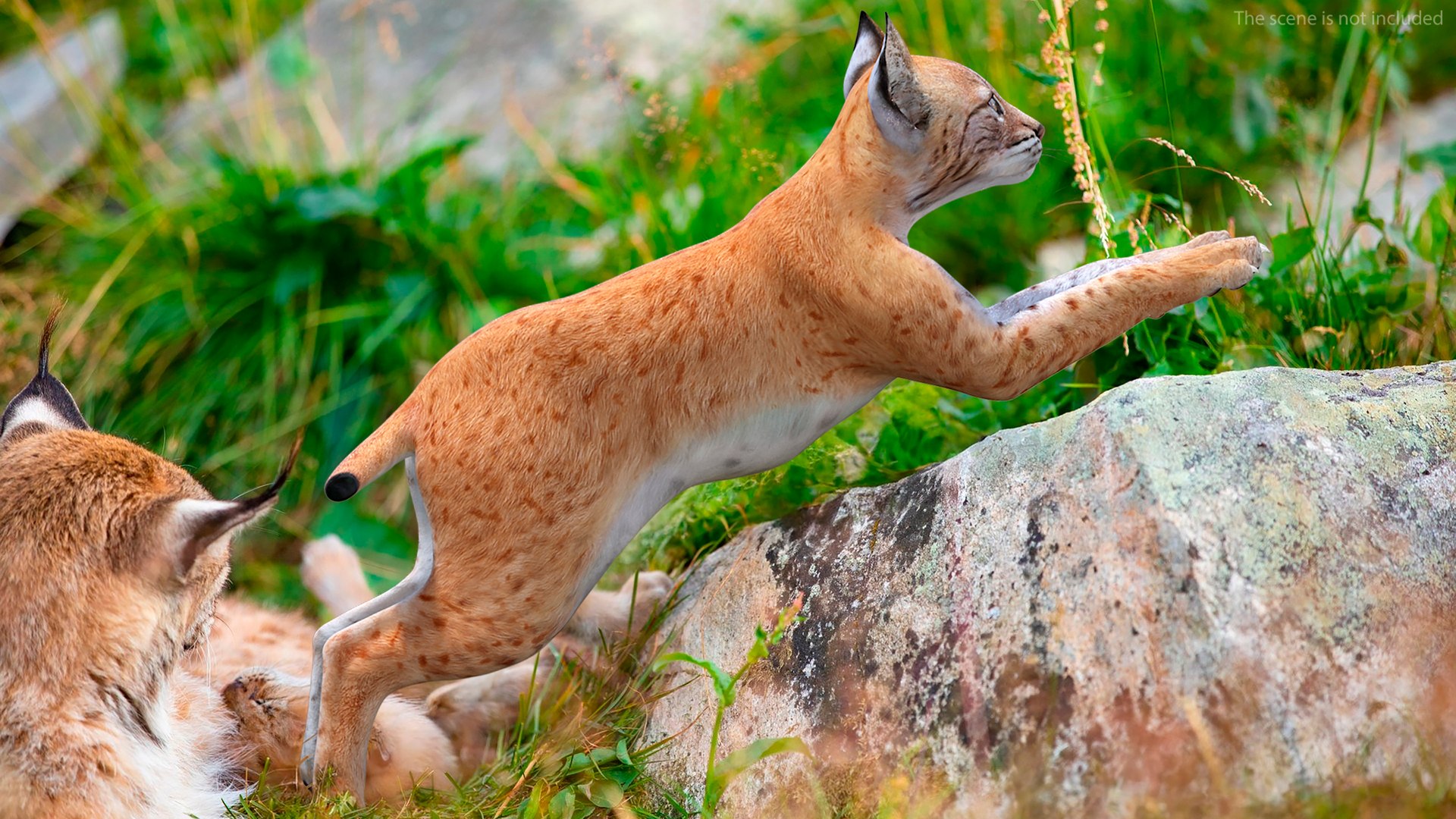 3D Lynx Cub Rigged Model - TurboSquid 2359100