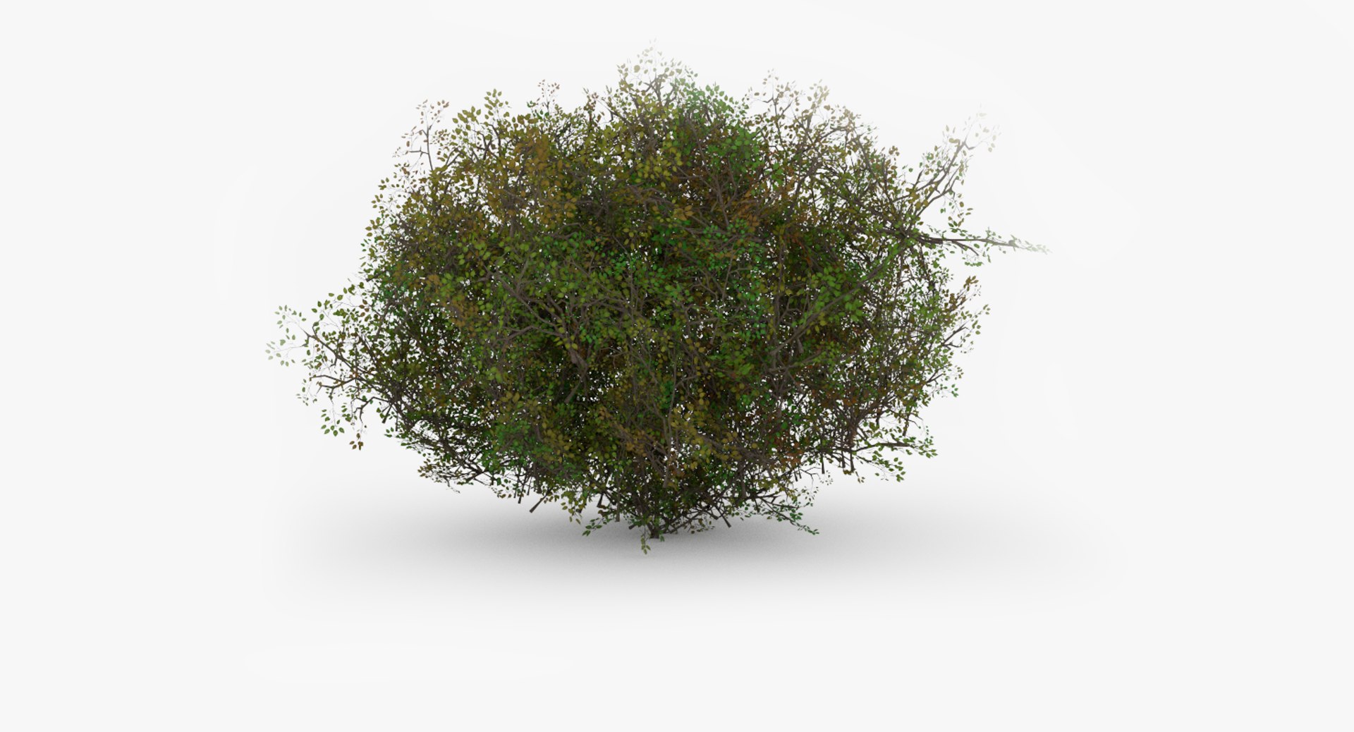 Realistic Shrub 3d Model
