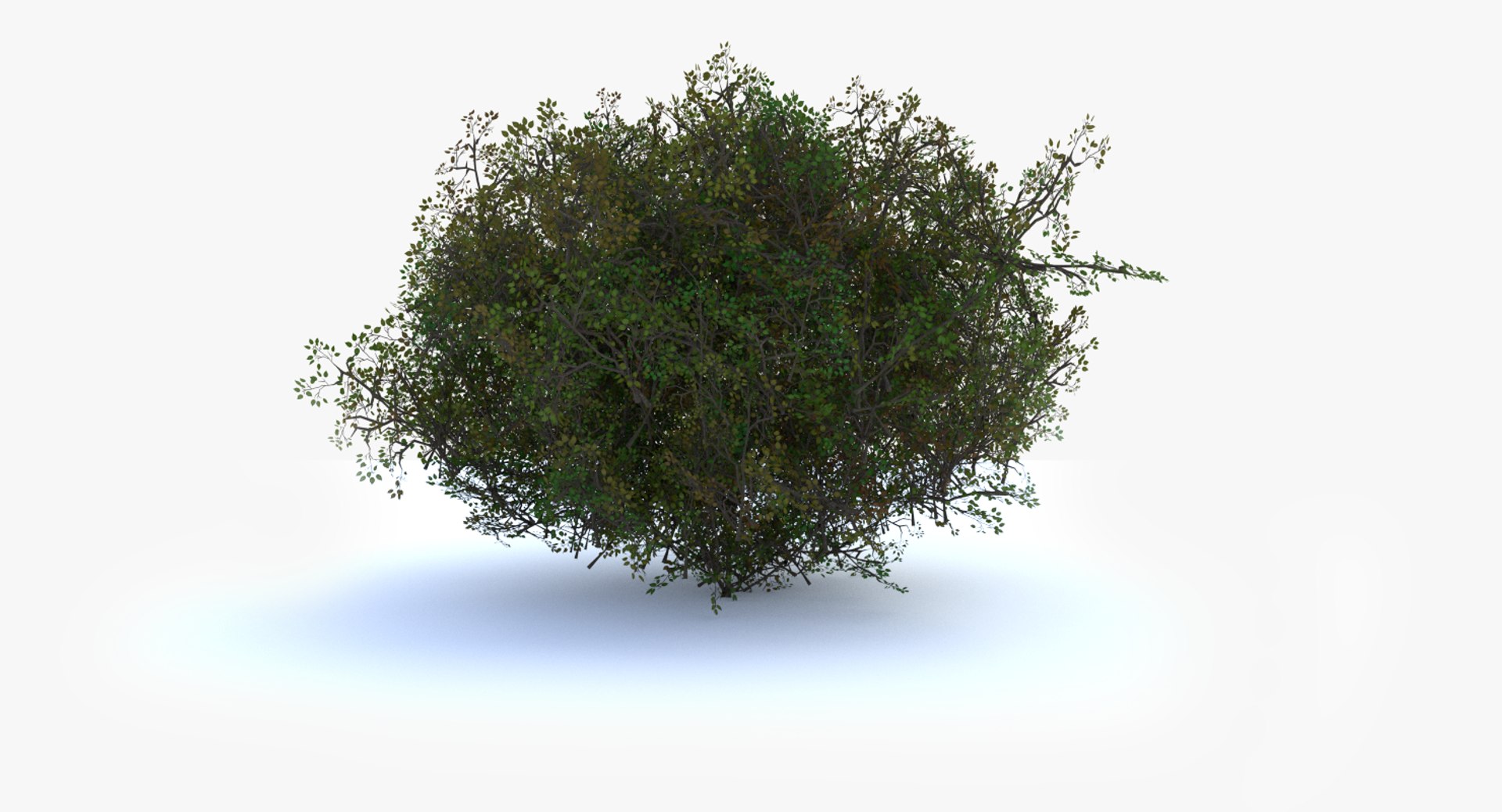 Realistic Shrub 3d Model