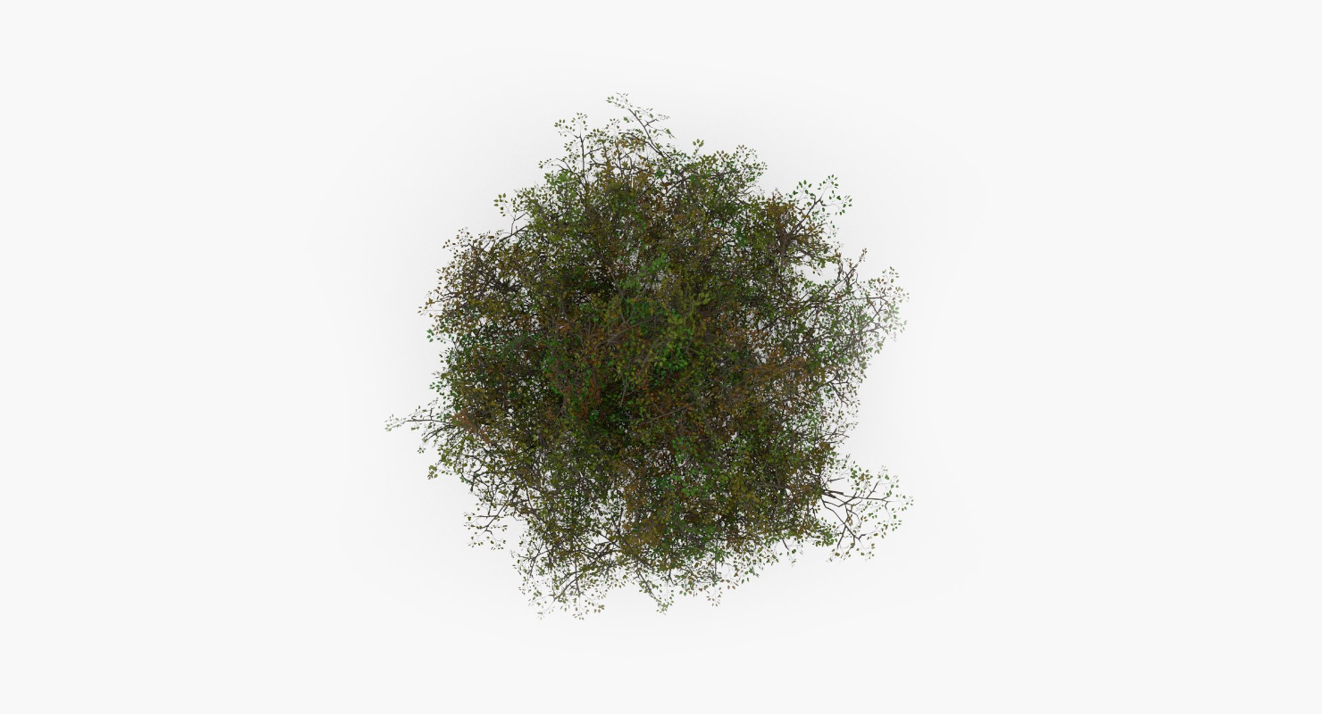 Realistic Shrub 3d Model