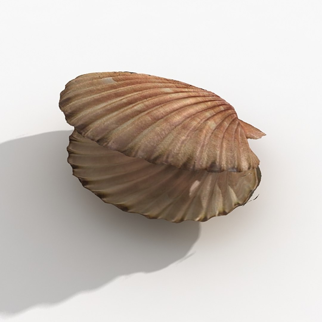 Seashell Shell Sea 3d Model