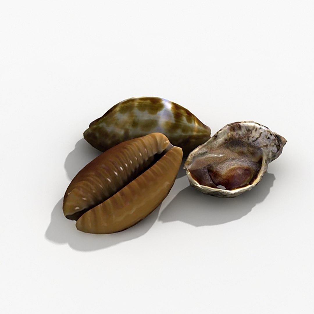 Seashell Shell Sea 3d Model