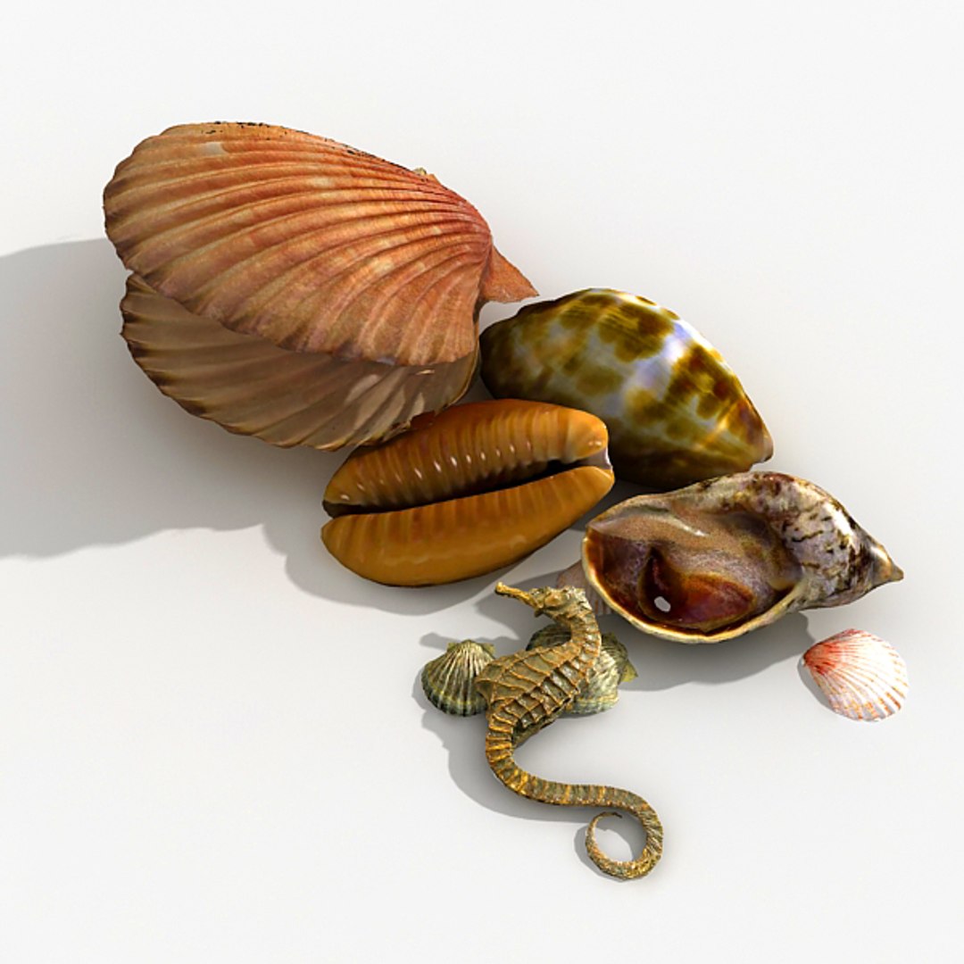 Seashell Shell Sea 3d Model