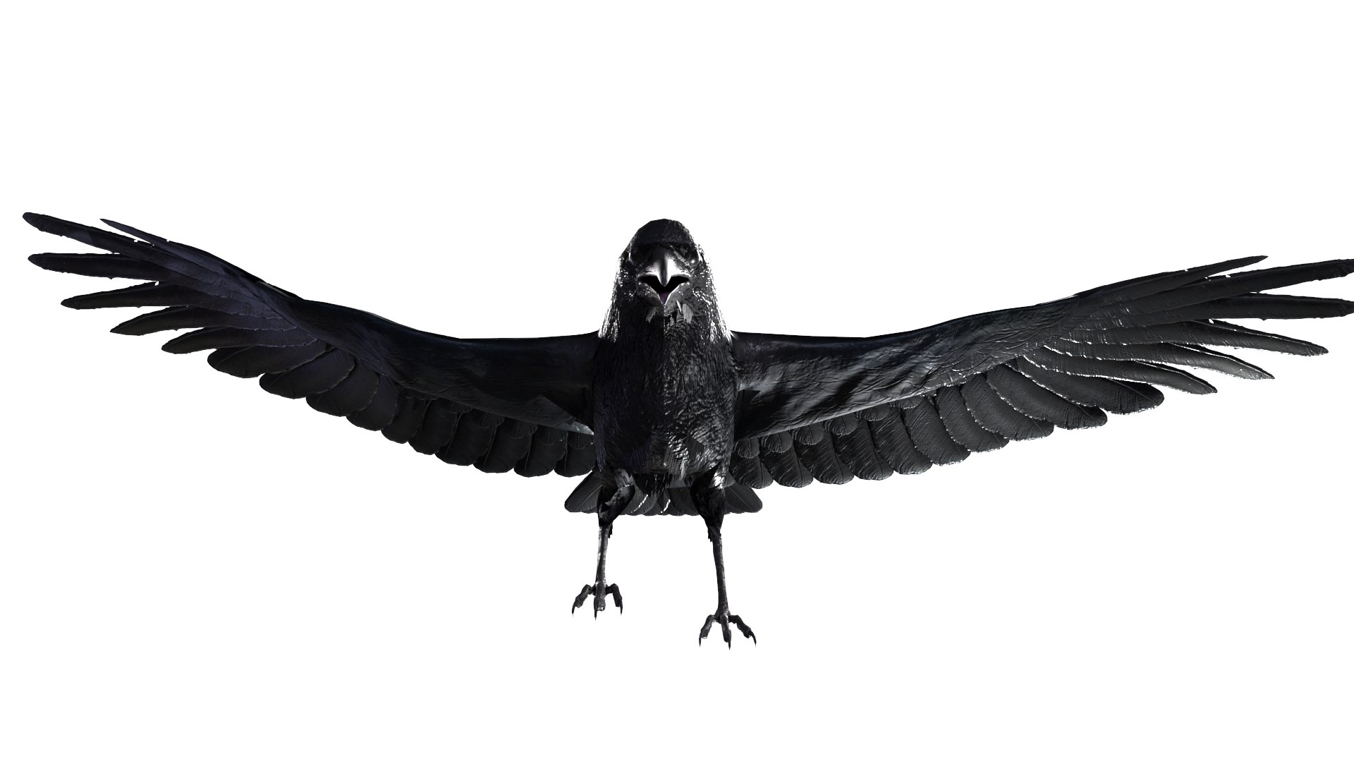 Crow Animated 3D Model - TurboSquid 1927643