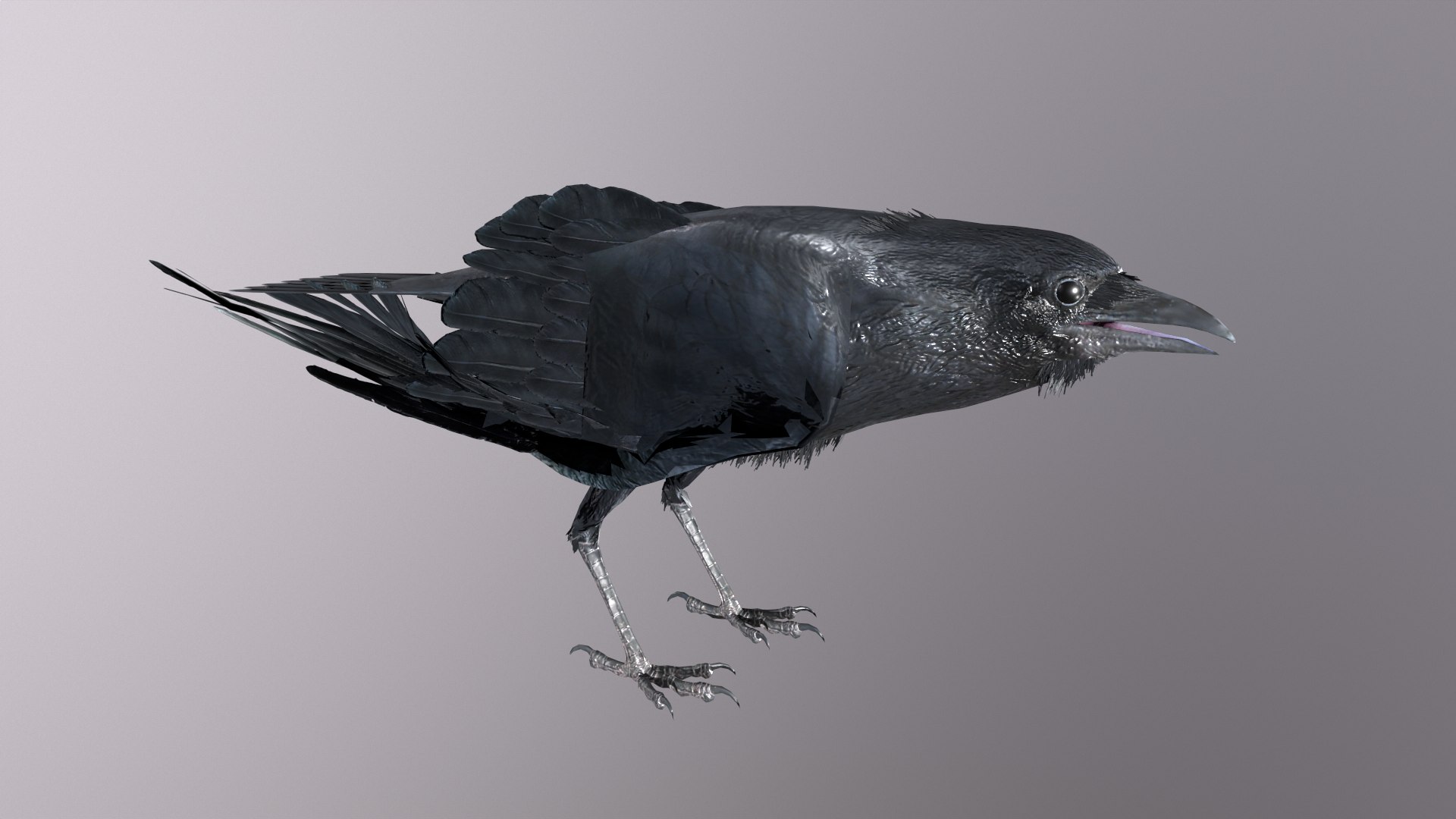 Crow Animated 3D Model - TurboSquid 1927643