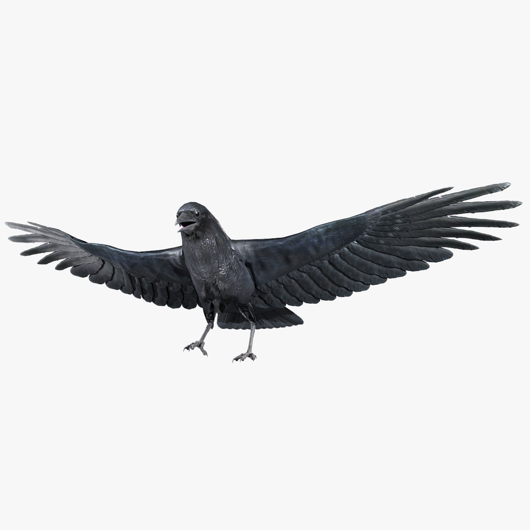 Crow Animated 3D Model - TurboSquid 1927643