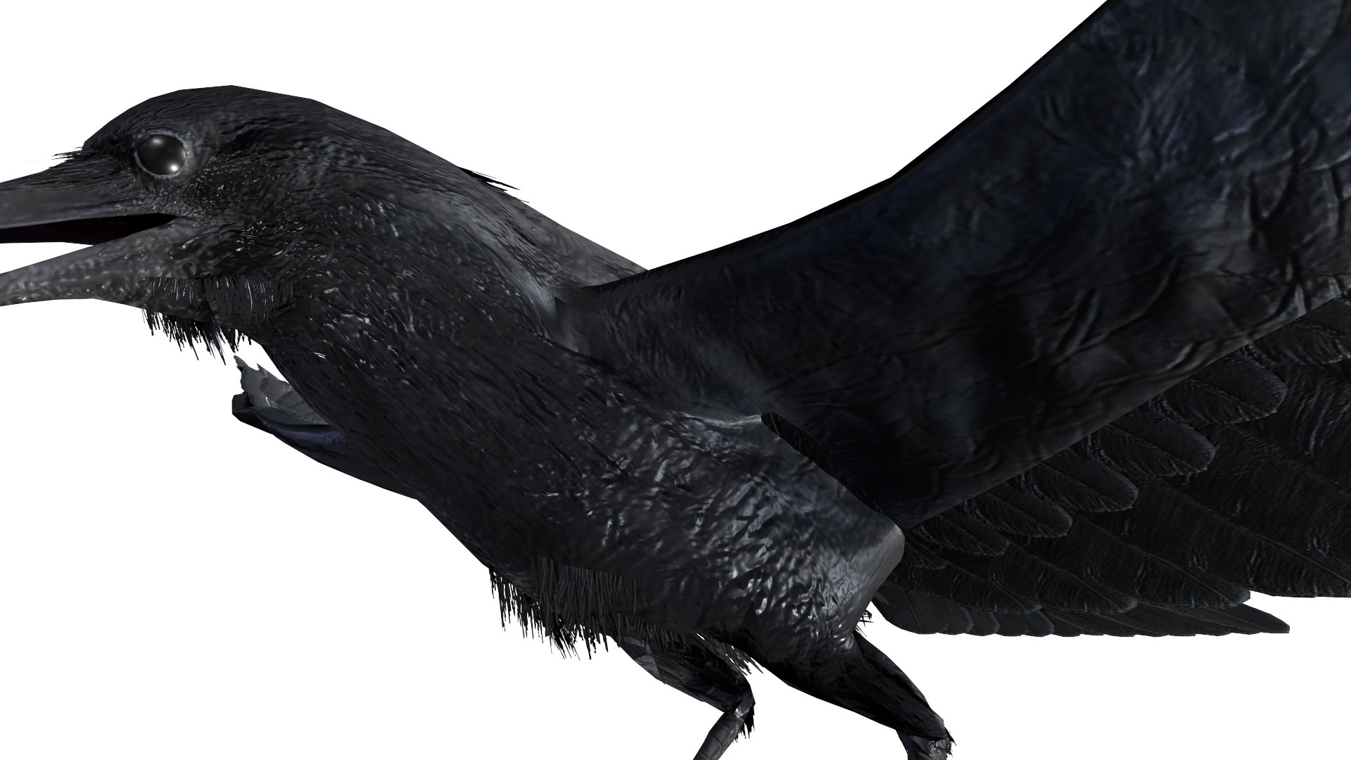 Crow Animated 3D Model - TurboSquid 1927643