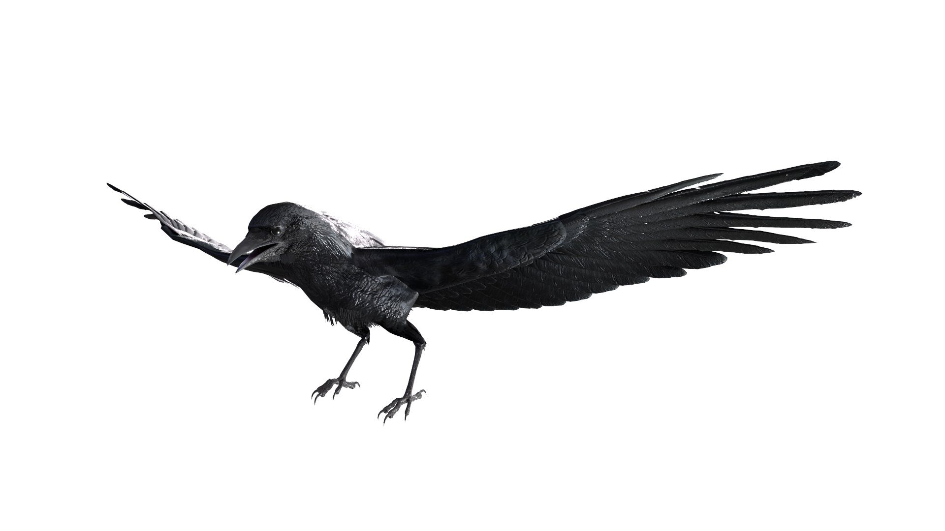 Crow Animated 3D Model - TurboSquid 1927643