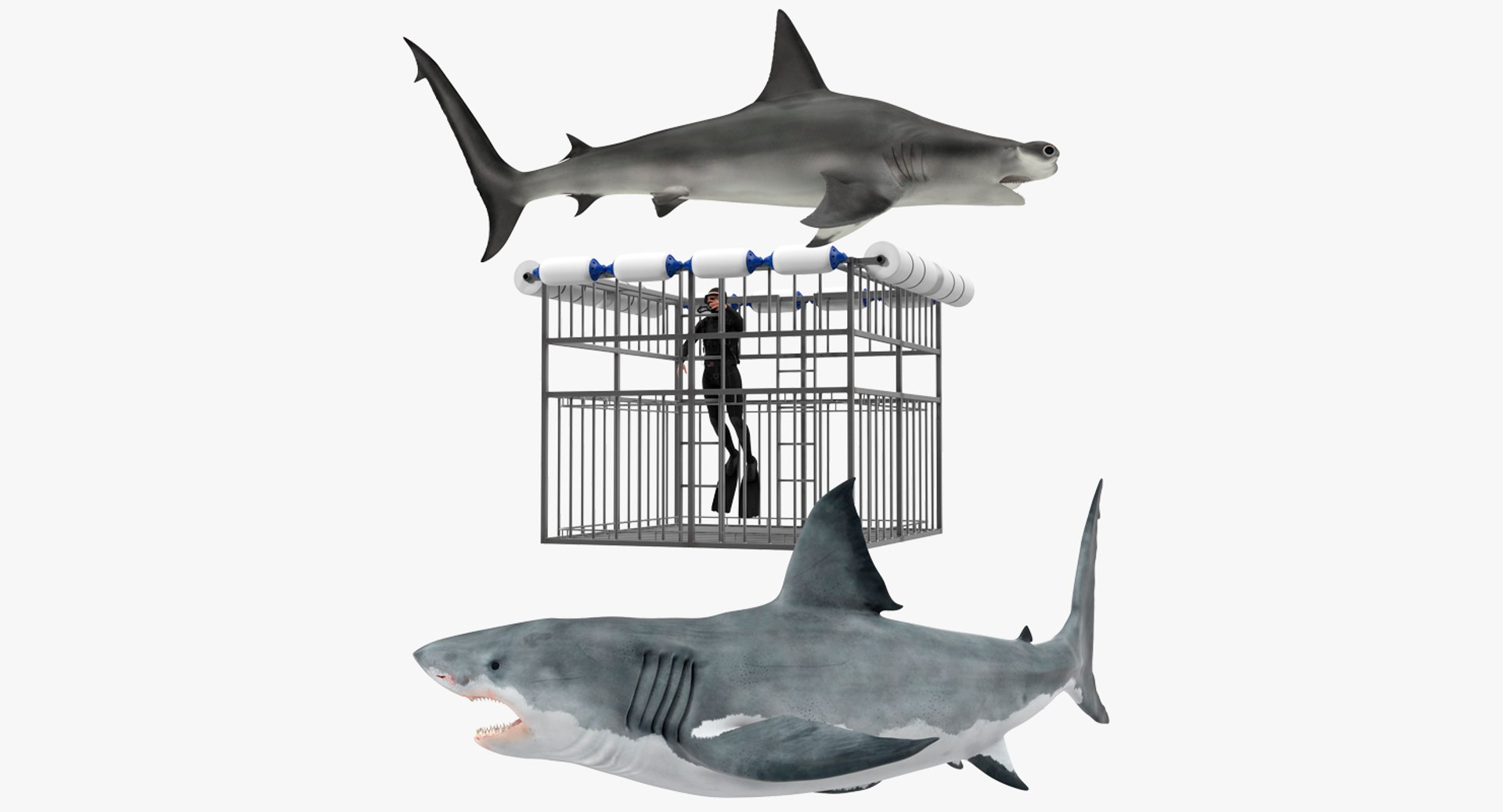 Shark Cage Diving Rigged 3D - TurboSquid 1384187