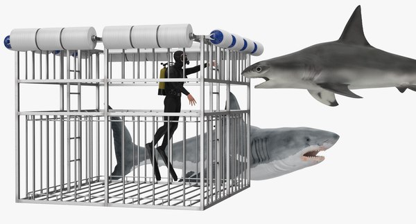 Shark cage diving rigged 3D - TurboSquid 1384187