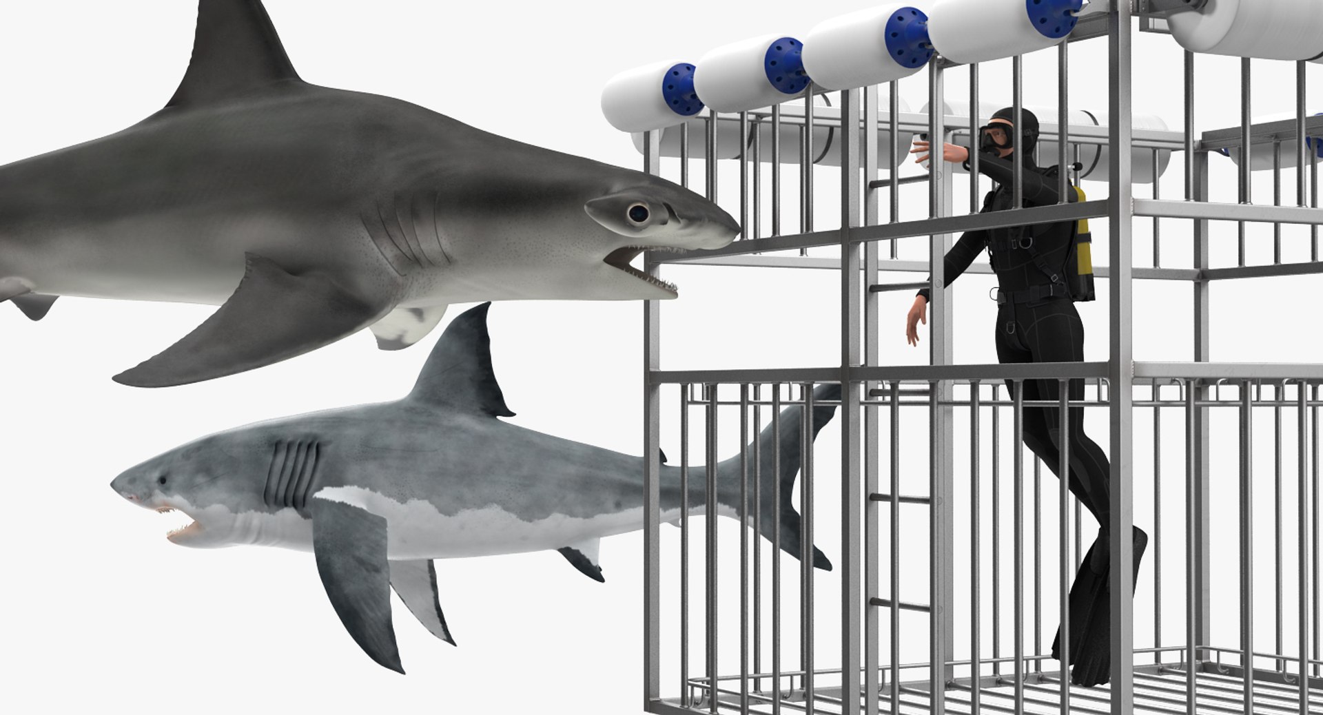 Shark Cage Diving Rigged 3D - TurboSquid 1384187