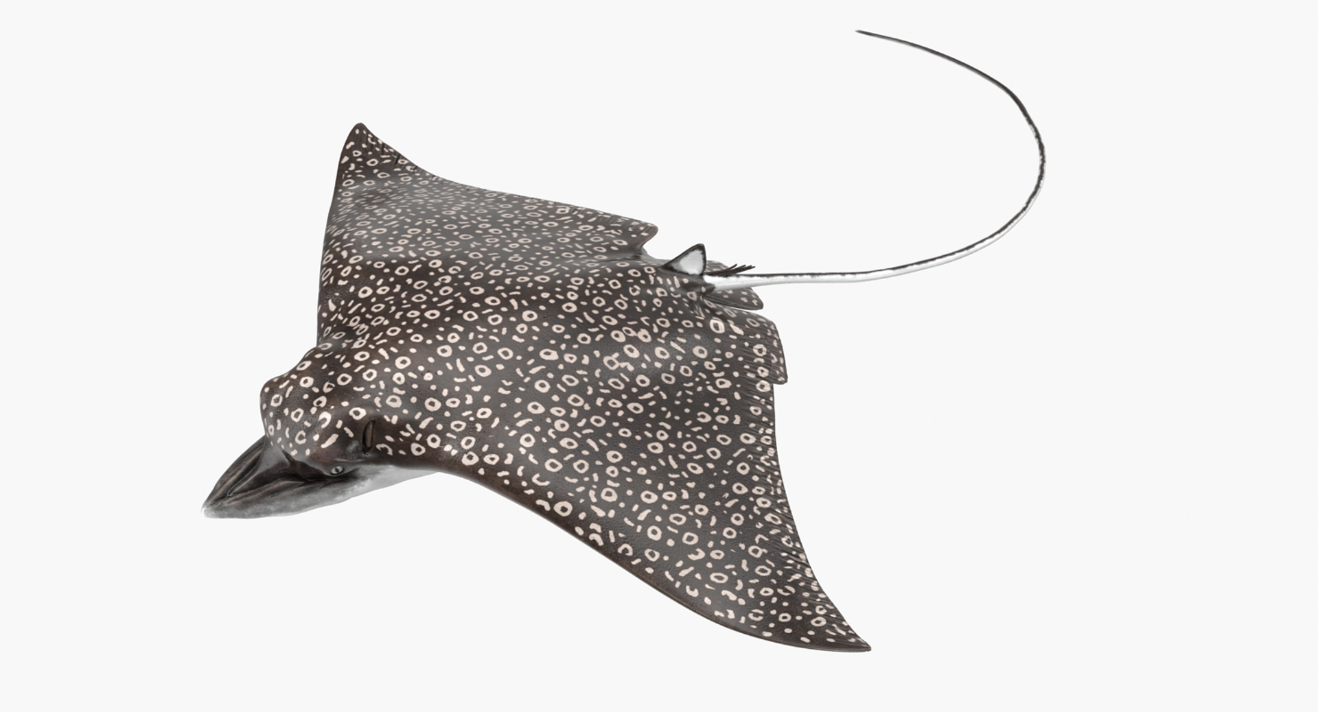 3d Model Eagle Pose 3