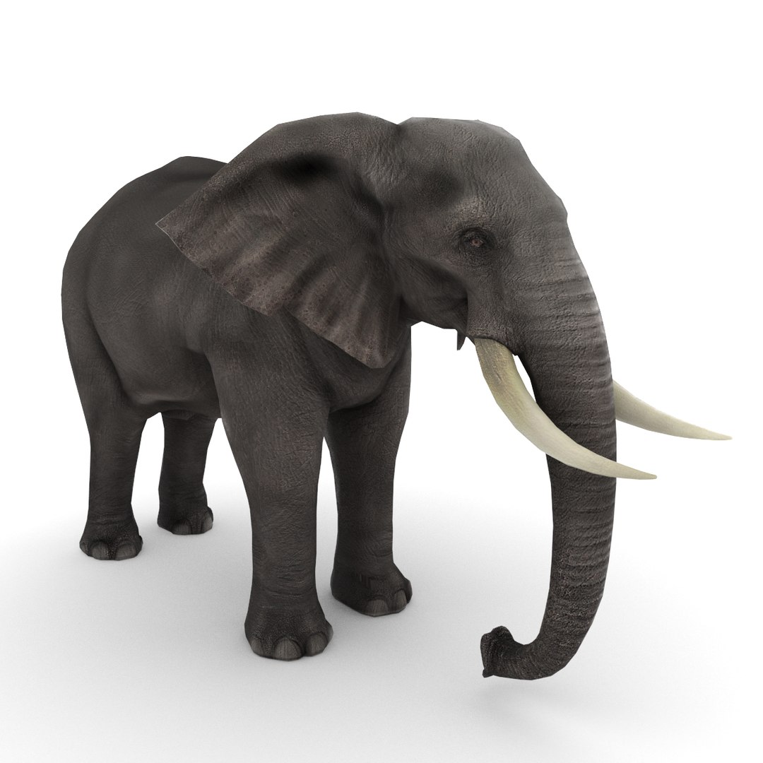 3D African Elephant Model - TurboSquid 1393152