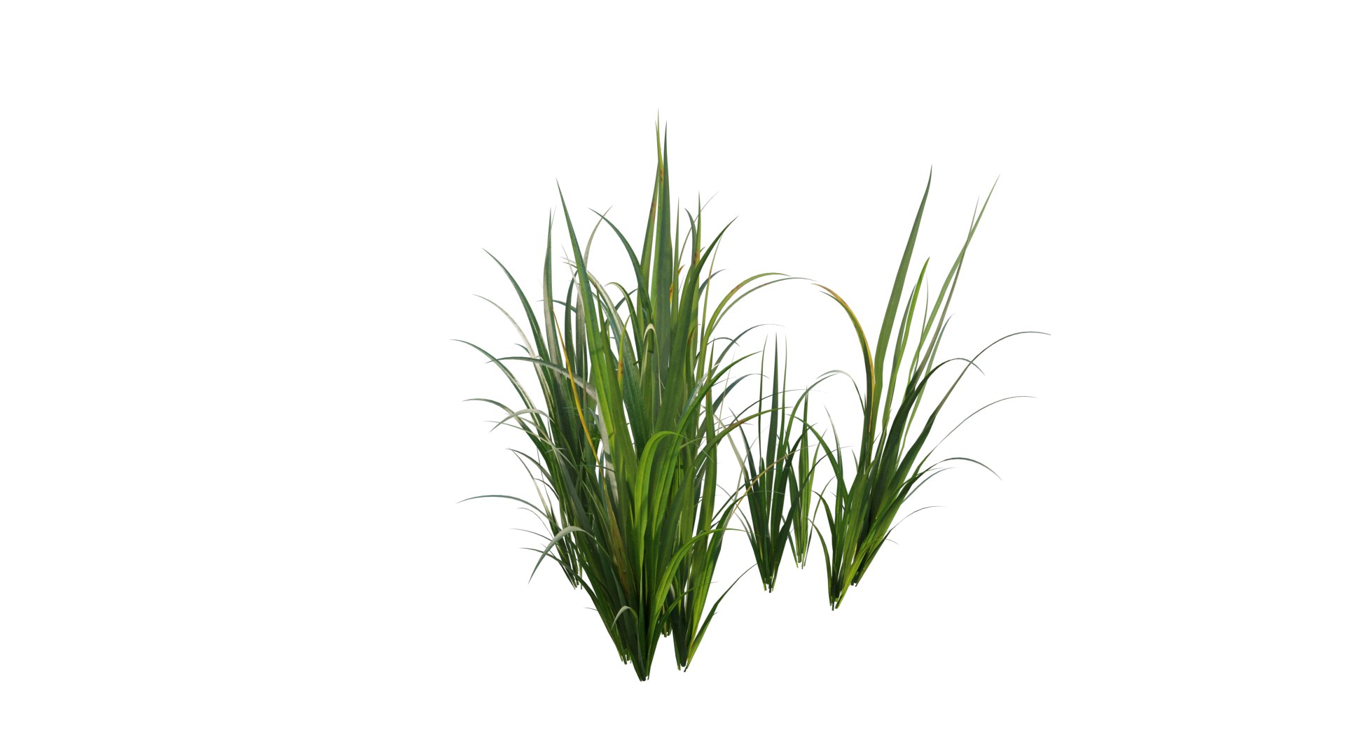 3D Model Iris Pseudacorus 02 - TurboSquid 1785279