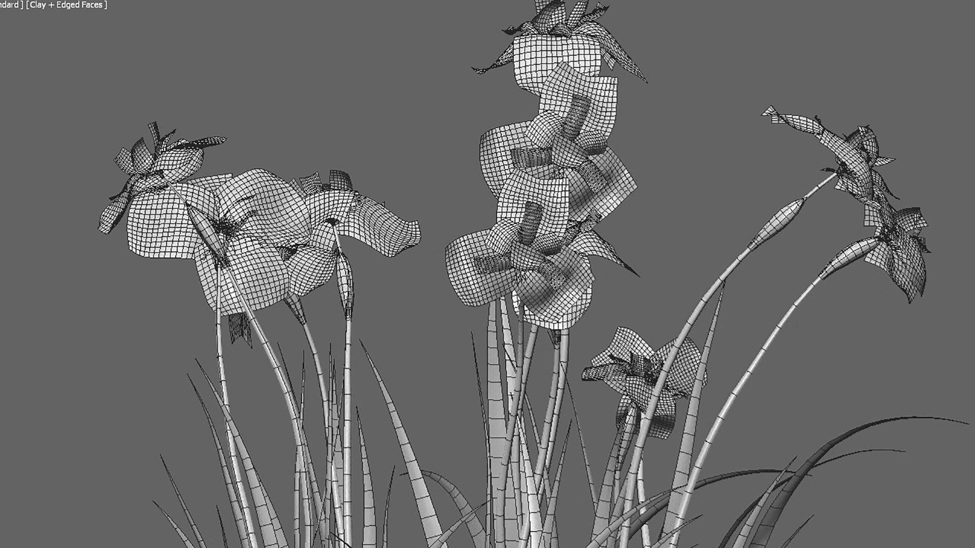 3D Model Iris Pseudacorus 02 - TurboSquid 1785279