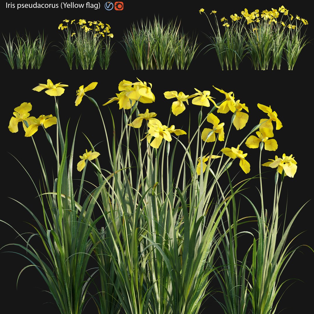3D Model Iris Pseudacorus 02 - TurboSquid 1785279