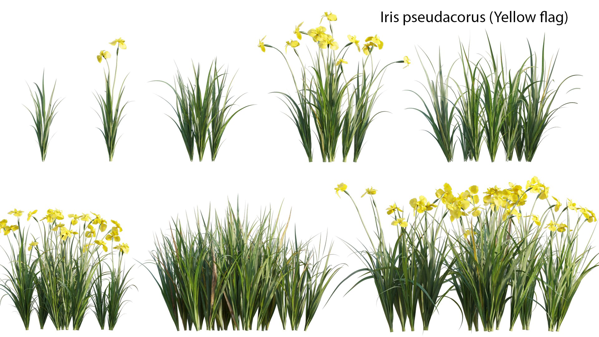 3D Model Iris Pseudacorus 02 - TurboSquid 1785279