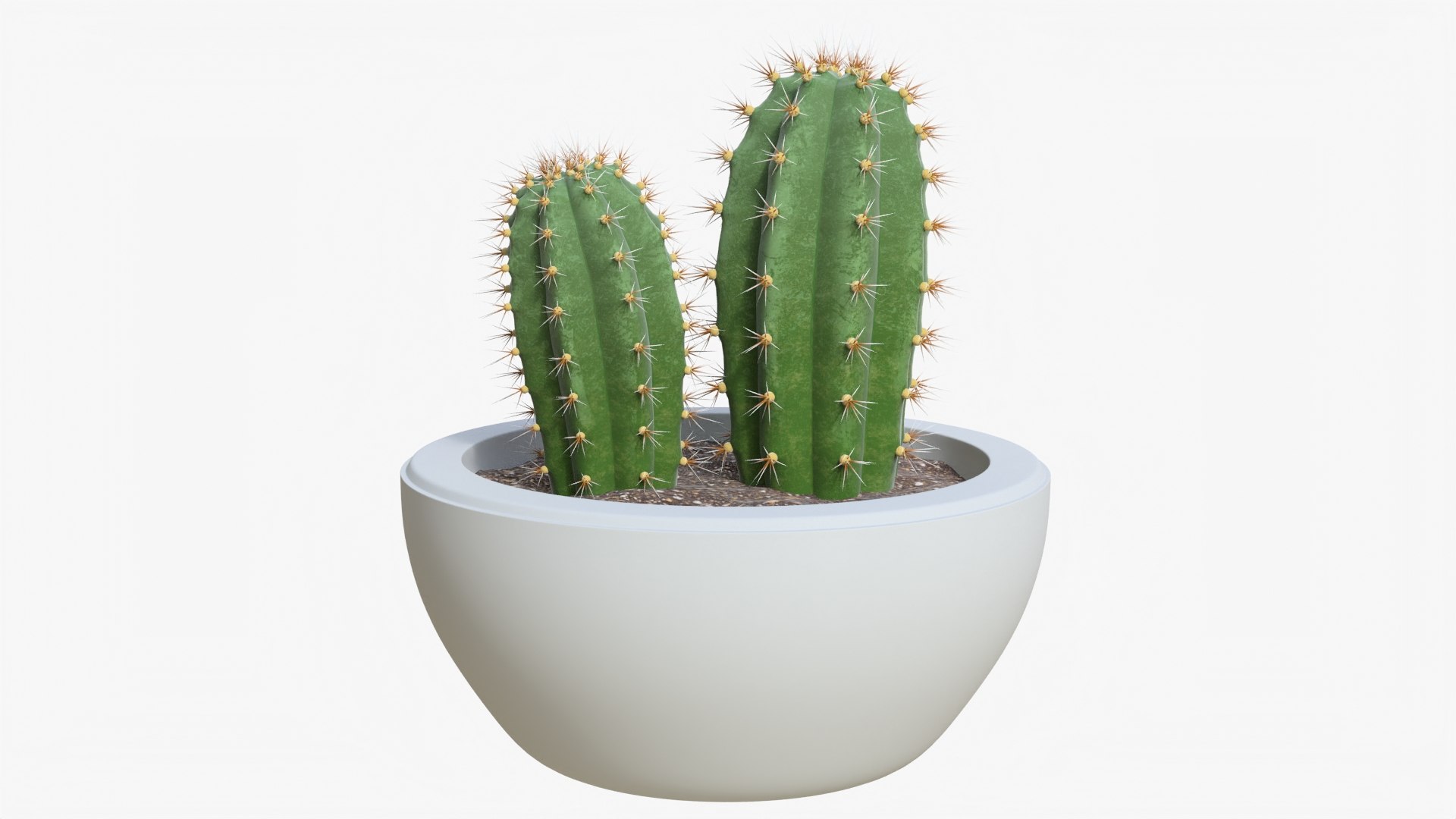 Cactus 04 E Model - TurboSquid 1987467