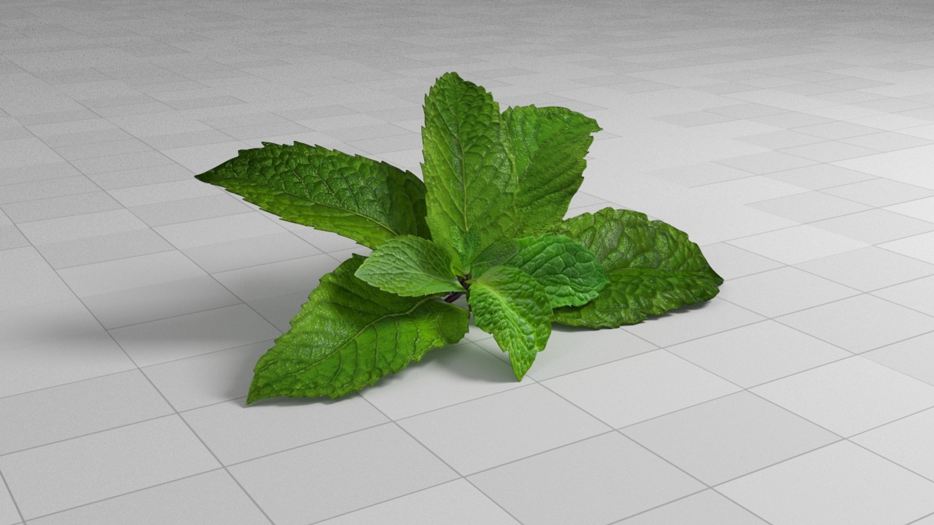 Leaf Mint 3D - TurboSquid 1523206