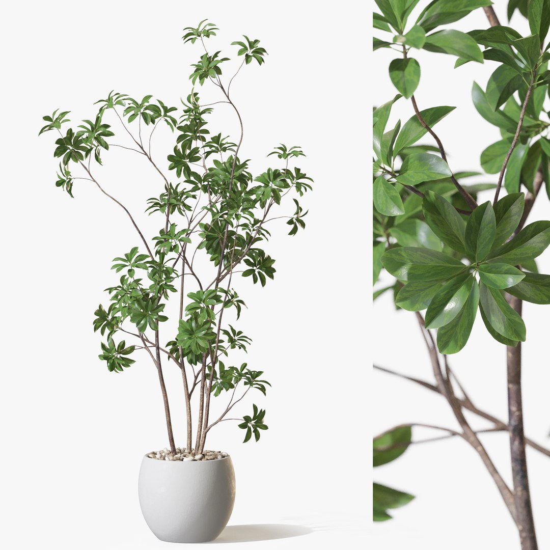 Plant 1321 3D Model - TurboSquid 2500764