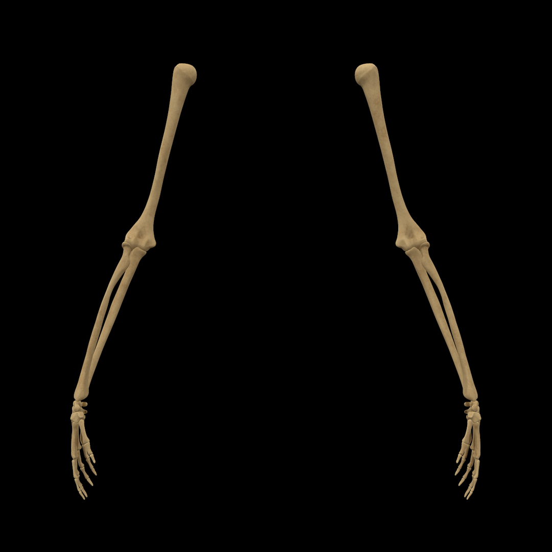 3D Hand Arm Bone Anatomy - TurboSquid 1398411