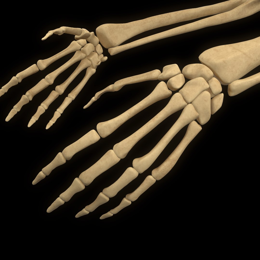 3D Hand Arm Bone Anatomy - TurboSquid 1398411