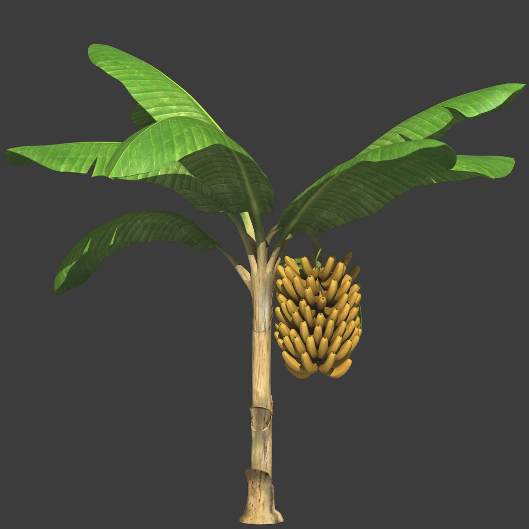 banana plant tree obj