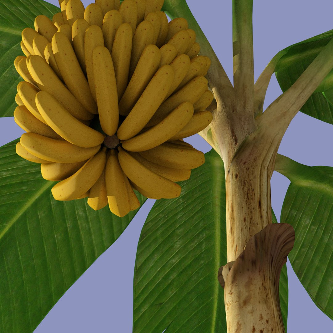 Banana Plant Tree Obj